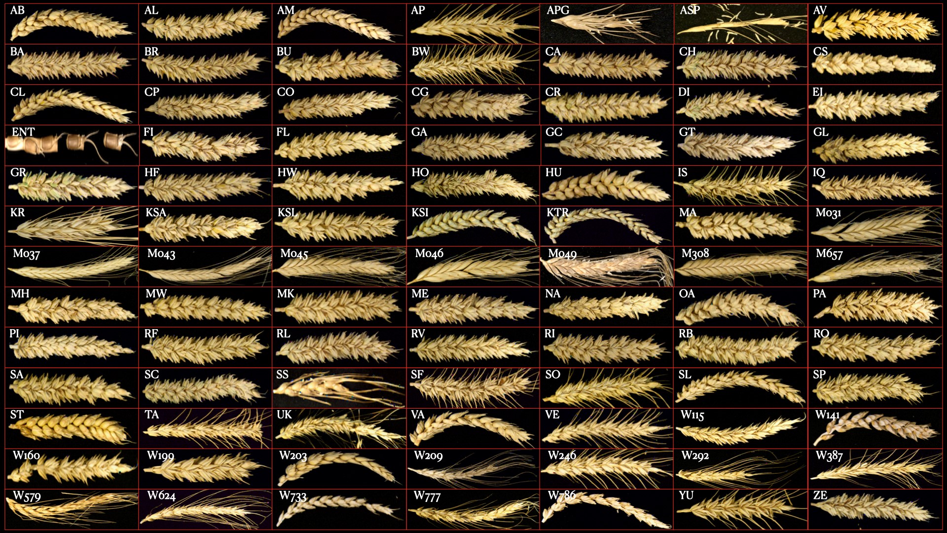 New Targets Identified for Improving Crop Genetic Traits